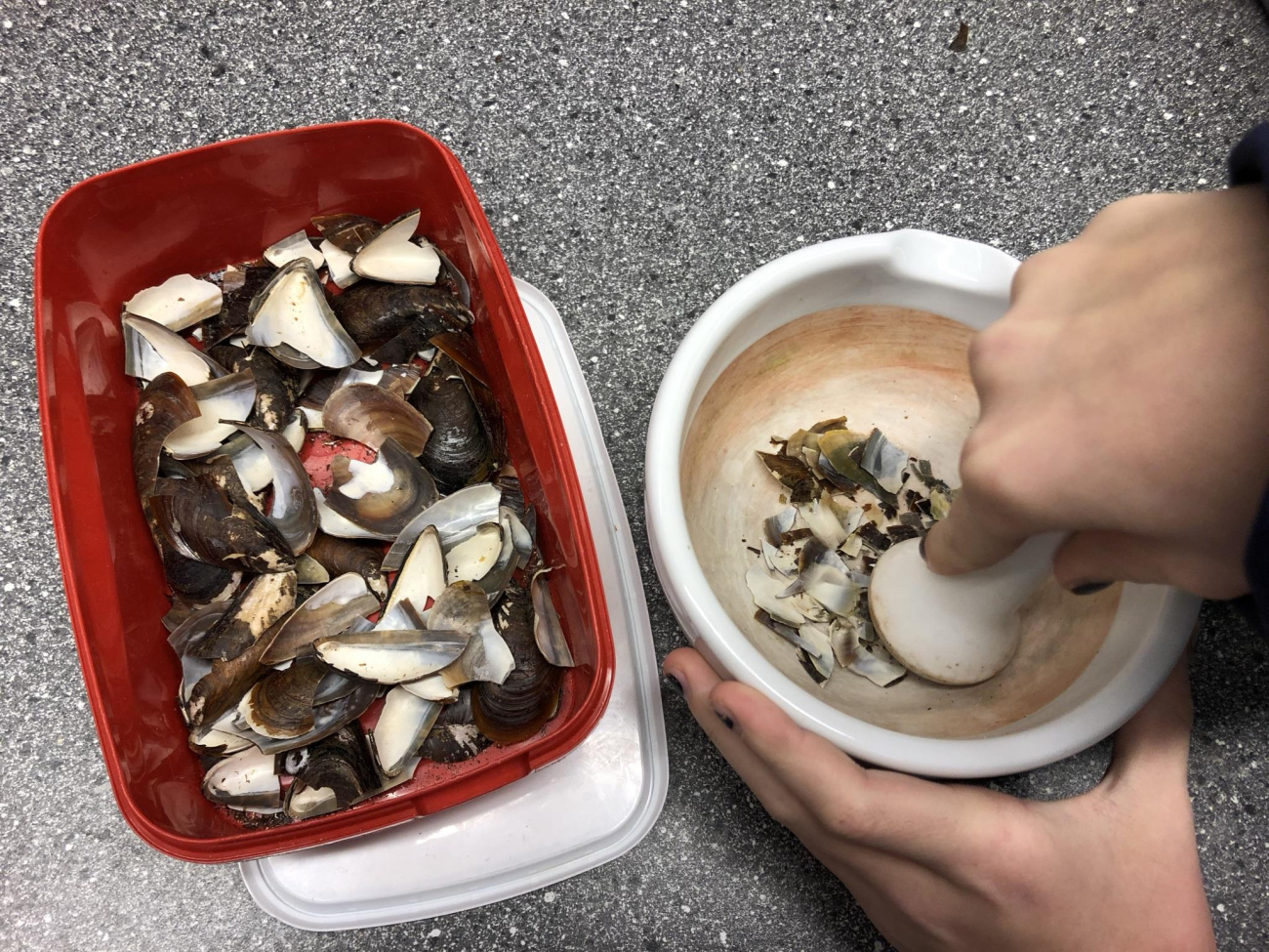 The 3 Rs - Making Cement from Mussel Shells | Science On Stage Europe