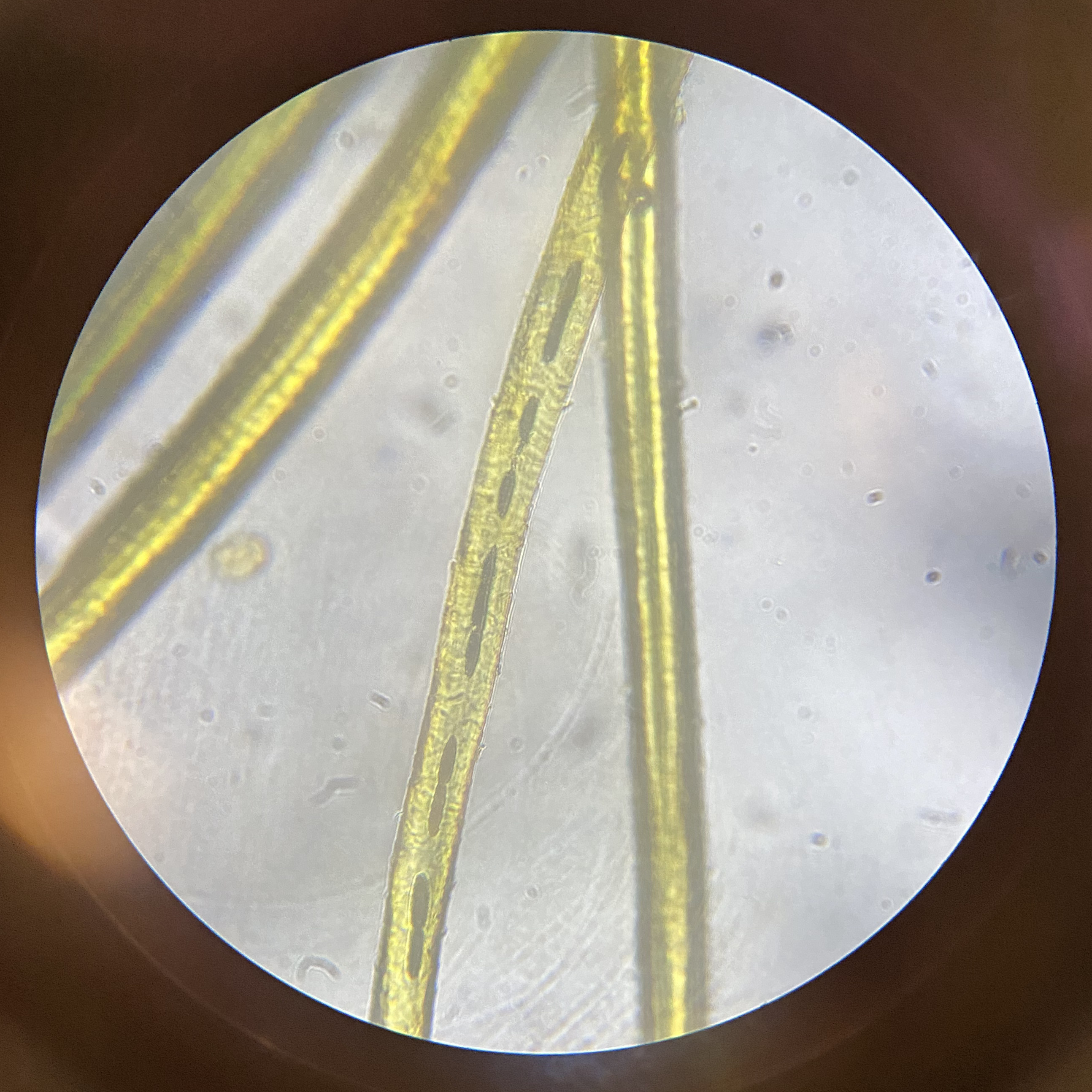 The 3 Rs - Keratin | Science On Stage Europe